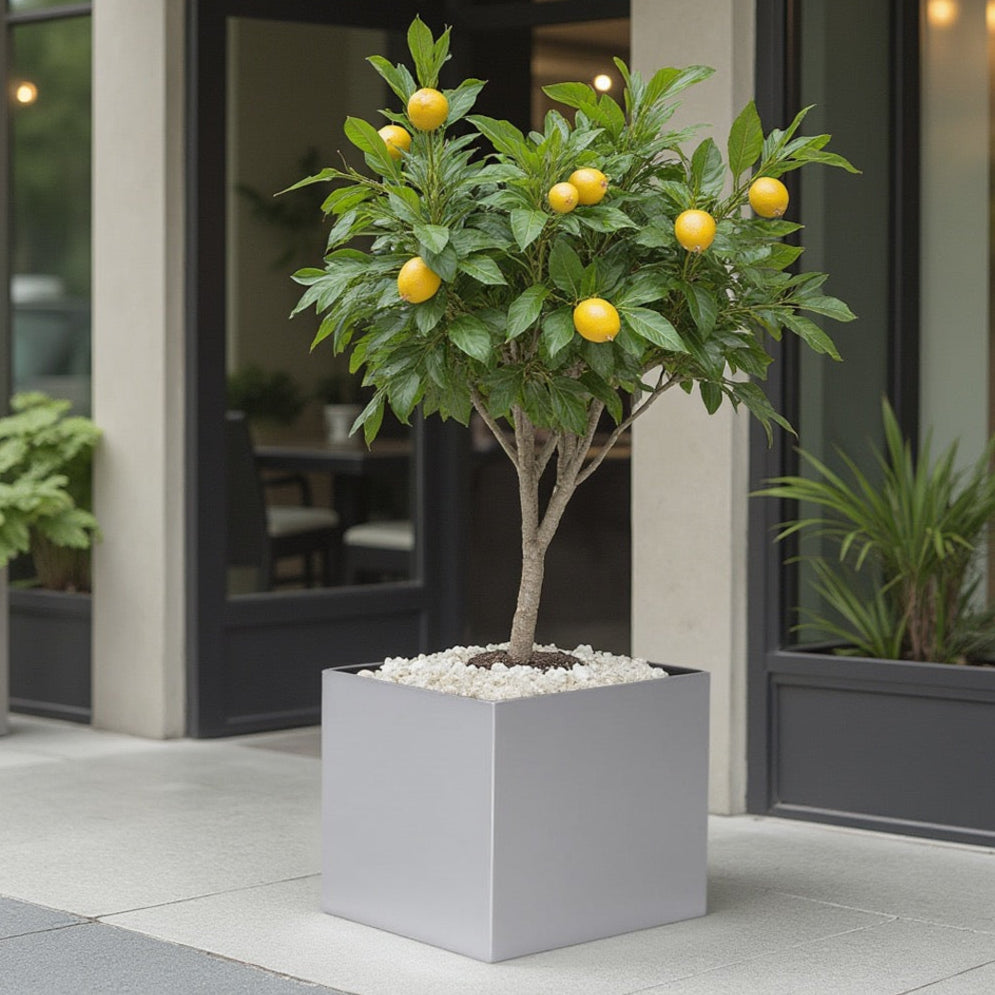 Cube Planters Fiberglass and Metal Outdoor Indoor Small to Large | NMN ...